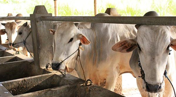 SAPI POTONG, SAPI PEDAGING - Jual Sapi Limosin, Simental, Qurban 2020 ...