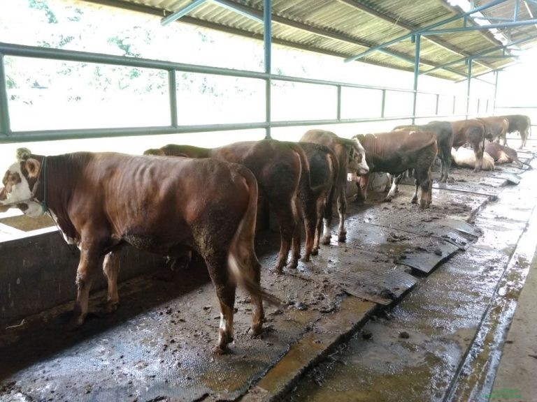 Tips Memilih Sapi Bibit Bakalan yang Berkualitas - Jual Sapi Limosin ...