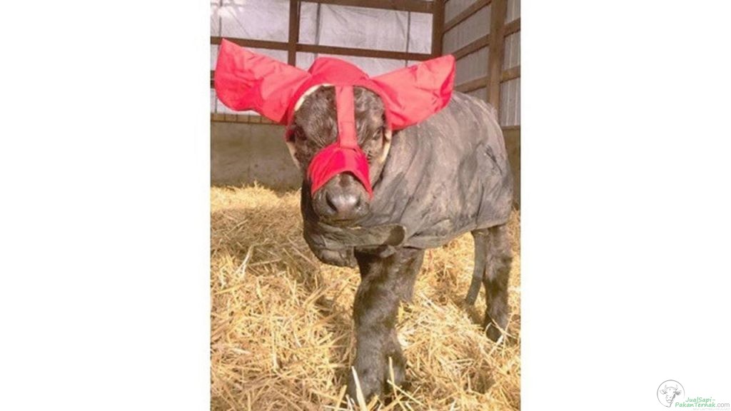 Unik, 7 Potret Pelindung Kepala Khusus Anak Sapi Ini Bikin Gemas - Jual ...