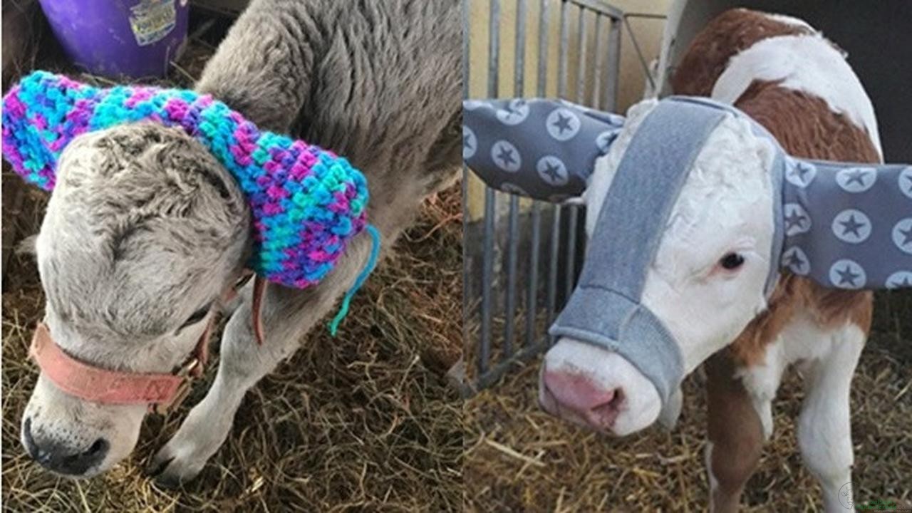 Unik, 7 Potret Pelindung Kepala Khusus Anak Sapi Ini Bikin Gemas - Jual ...