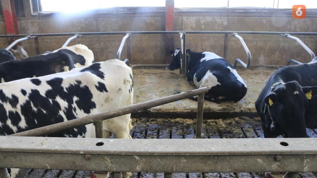 200 Ribu Lebih Sapi Perah di Jawa Timur Masih Kurang - Jual Sapi ...